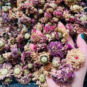 Natural Dried Zinnia Flowers Dry Flowers Craft Project Preserved ...