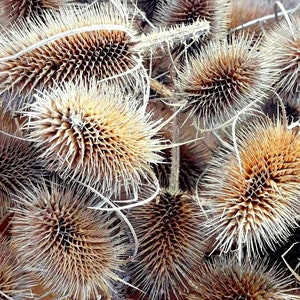 15 Dried Teasel Seed Heads Rustic Home Decor Dry Thistles Plant Country ...
