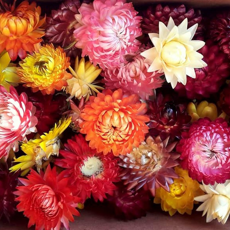 Straw Flowers - Etsy