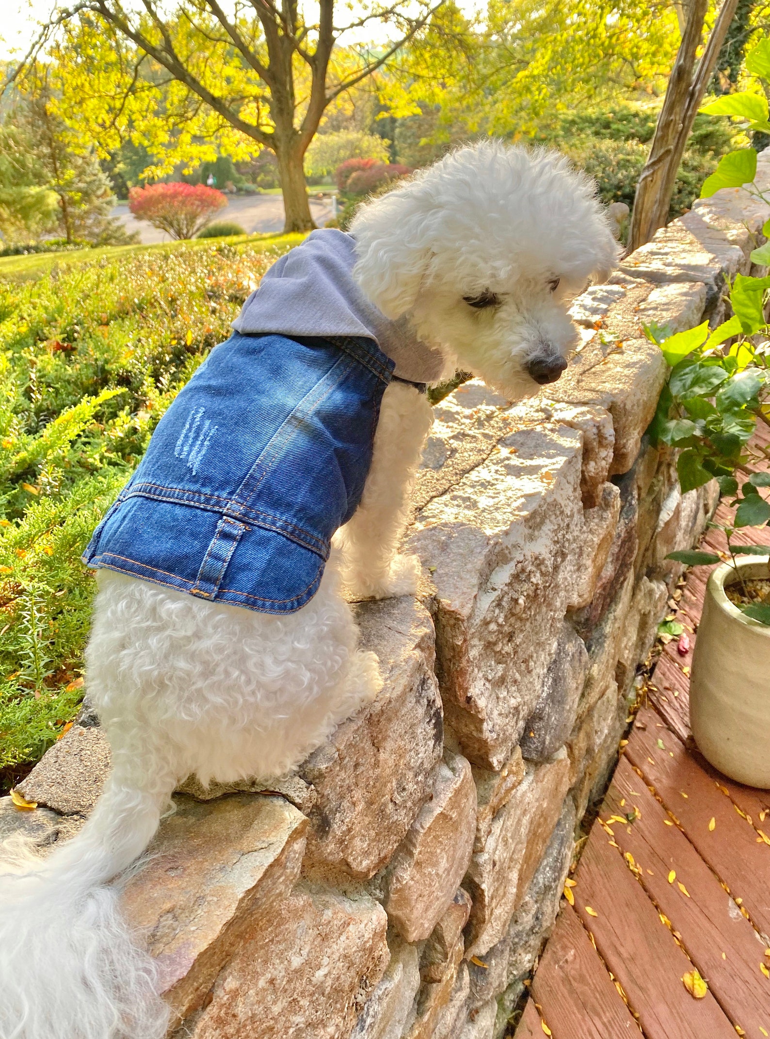 Personalized Denim Dog Jacket Embroidered Dog Hoodie Denim | Etsy