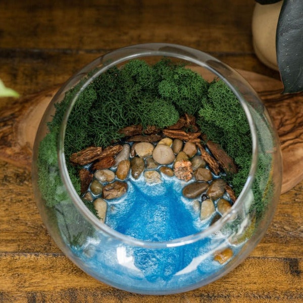 Terrarium Kit - Etsy