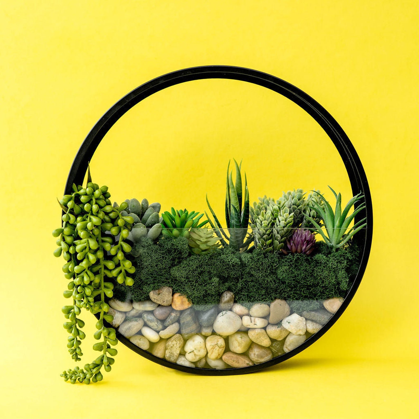 Wall Terrarium Kit - Etsy