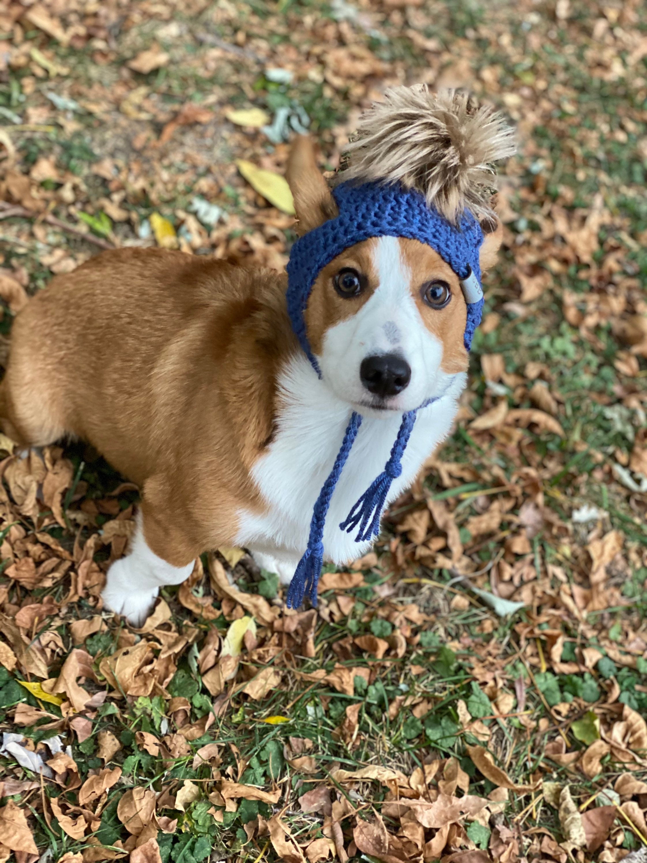 Corgi Beanie Dog Beanie Corgi Hats Dog Hat Dog Beanie | Etsy