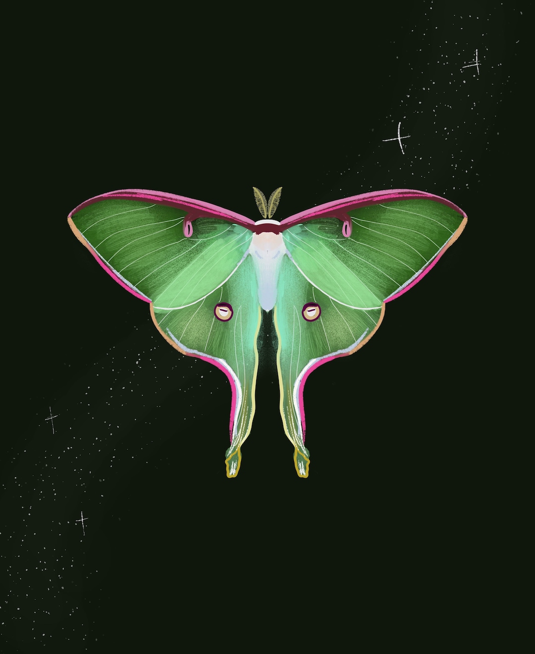 Luna Moth Print | Insect Art | Wildlife Art | Animal Painting - Etsy