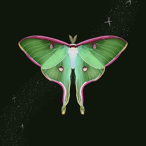 Luna Moth Print | Insect Art | Wildlife Art | Animal Painting - Etsy