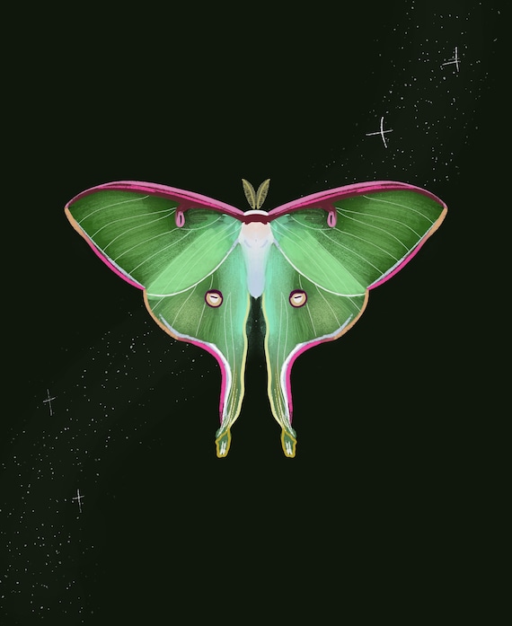 Luna Moth Print Insect art Wildlife art Animal painting | Etsy