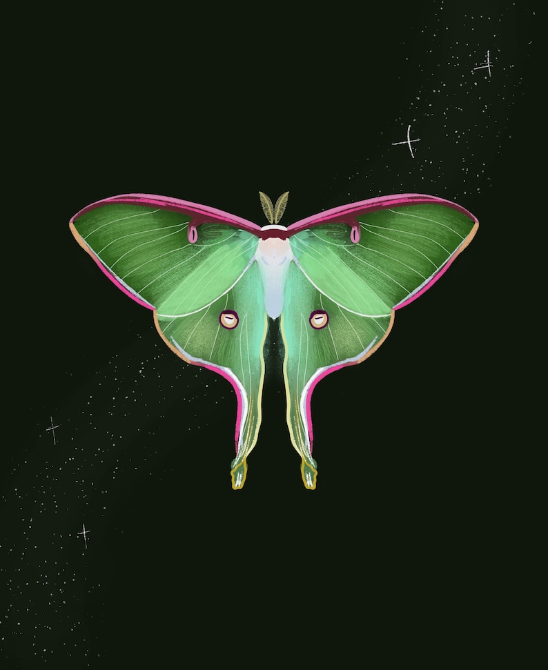 Luna Moth Print | Insect Art | Wildlife Art | Animal Painting - Etsy