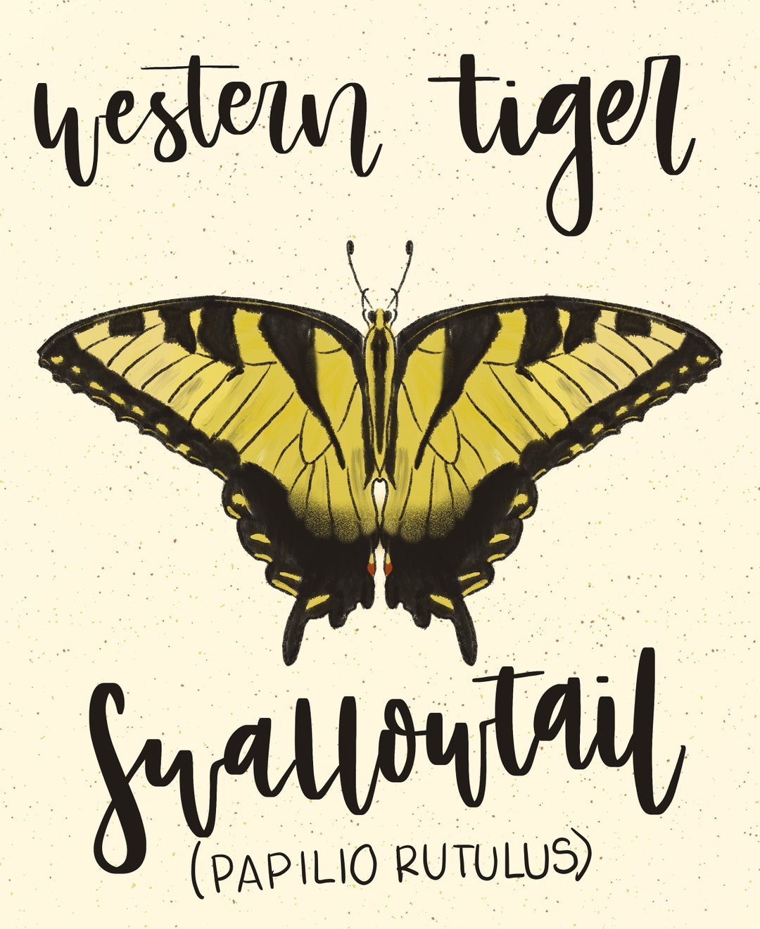 Western Tiger Swallowtail Print | Insect | Nature | Natural History - Etsy