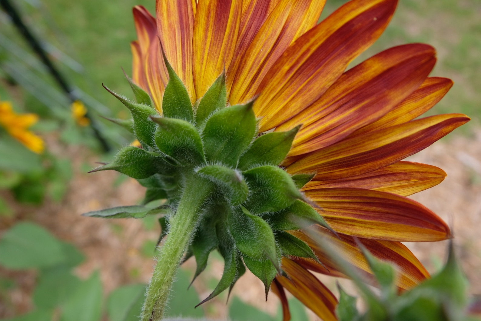 Tiger’s Eye Sunflower Mix - Etsy