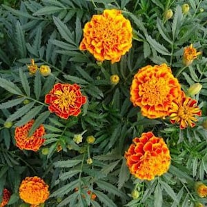 Firecracker Marigolds 50 Seeds - Etsy