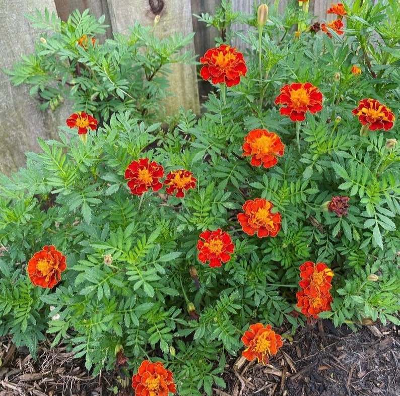 Firecracker Marigolds 50 Seeds - Etsy