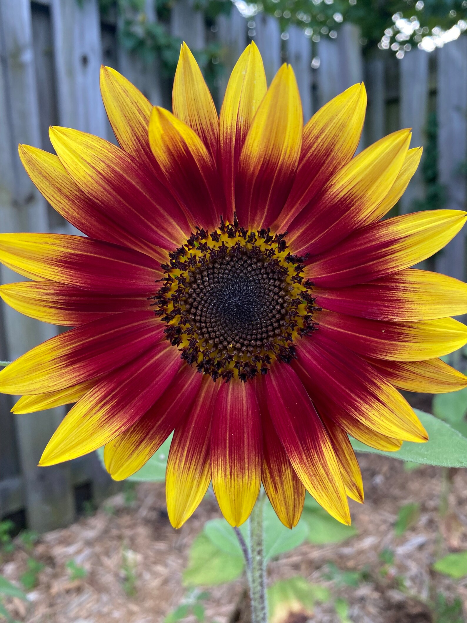 Tiger’s Eye Sunflower Mix - Etsy
