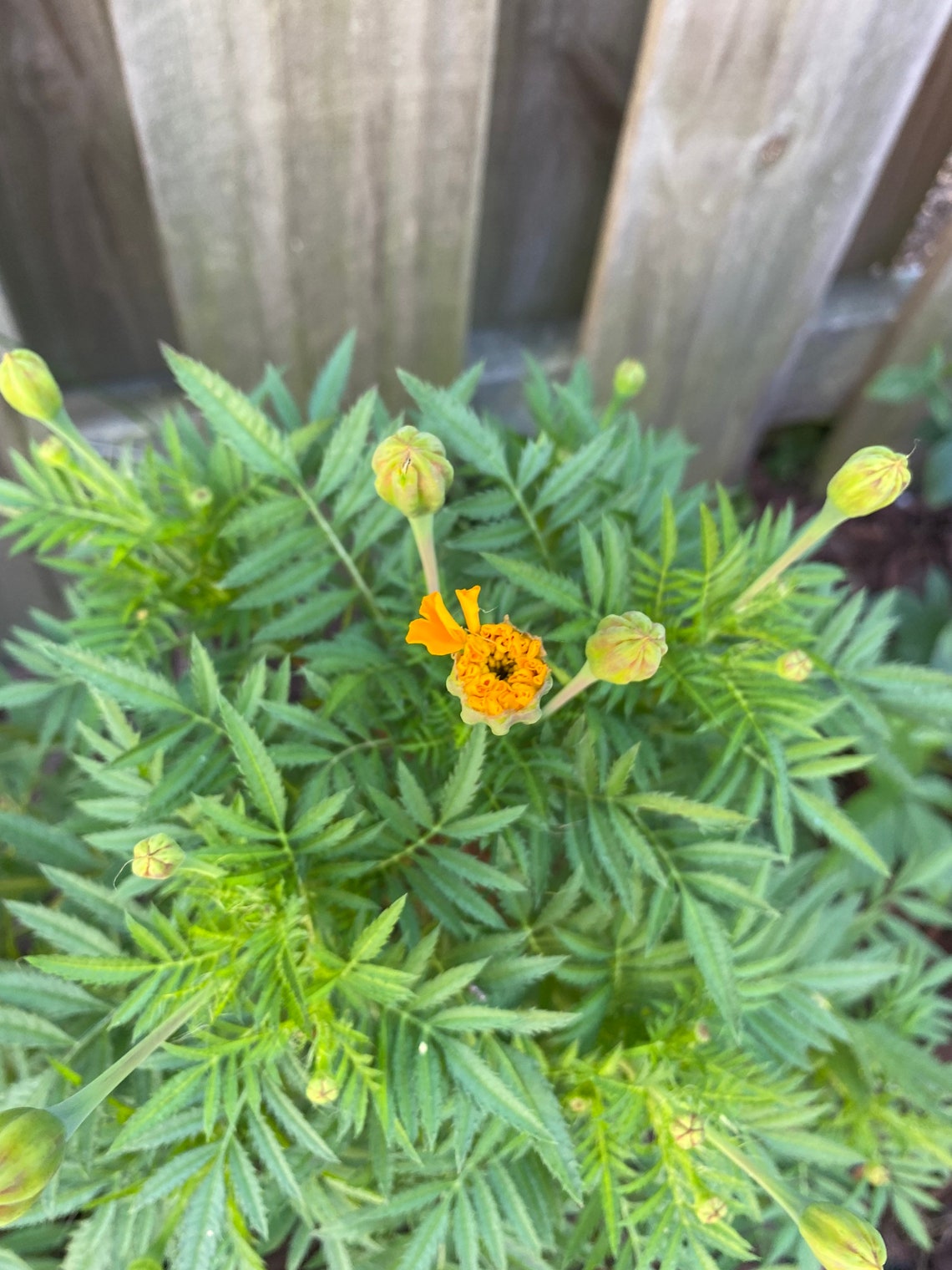 Firecracker Marigolds 50 Seeds - Etsy