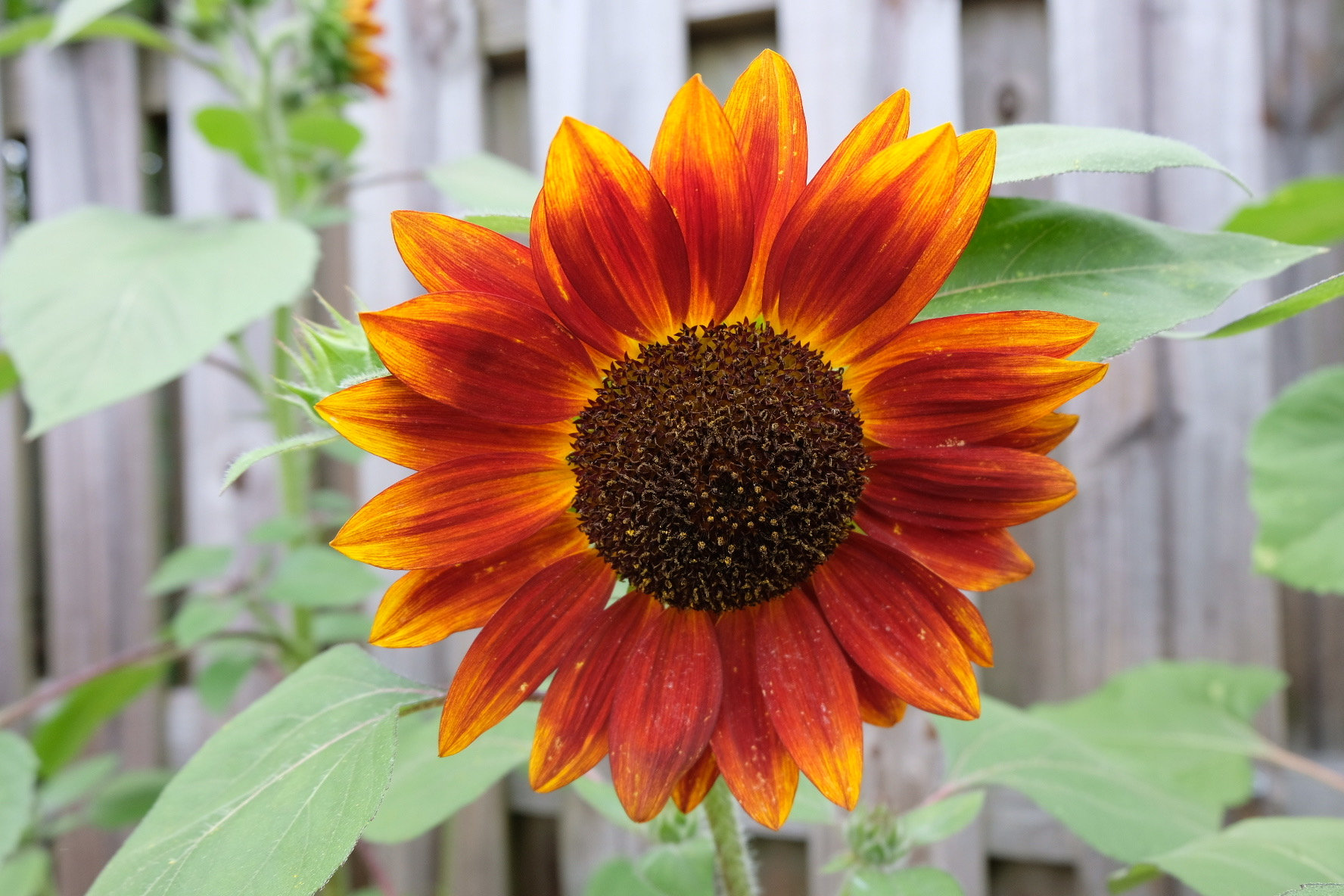 Tiger’s Eye Sunflower Mix - Etsy