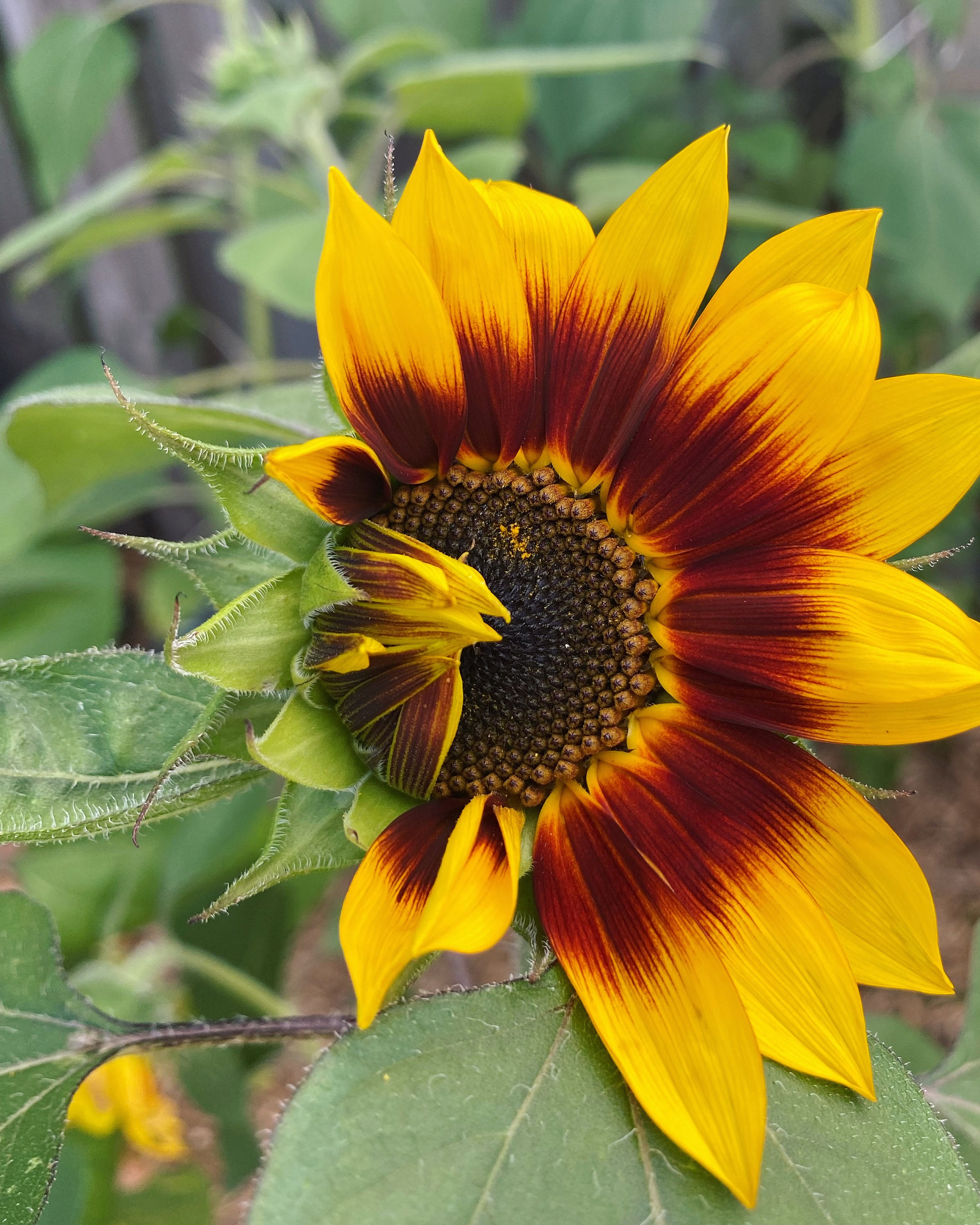 Tigers eye sunflower store