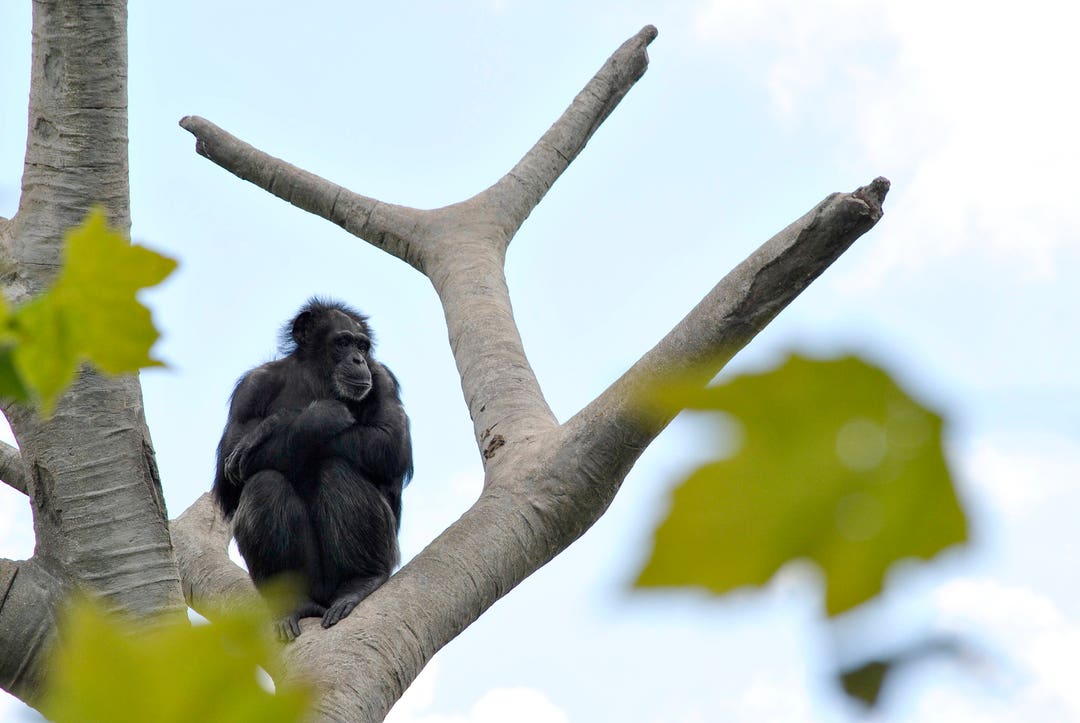 Monkey Perch Print – animal Wall Art, Animal Portrait, Zoo Photography ...