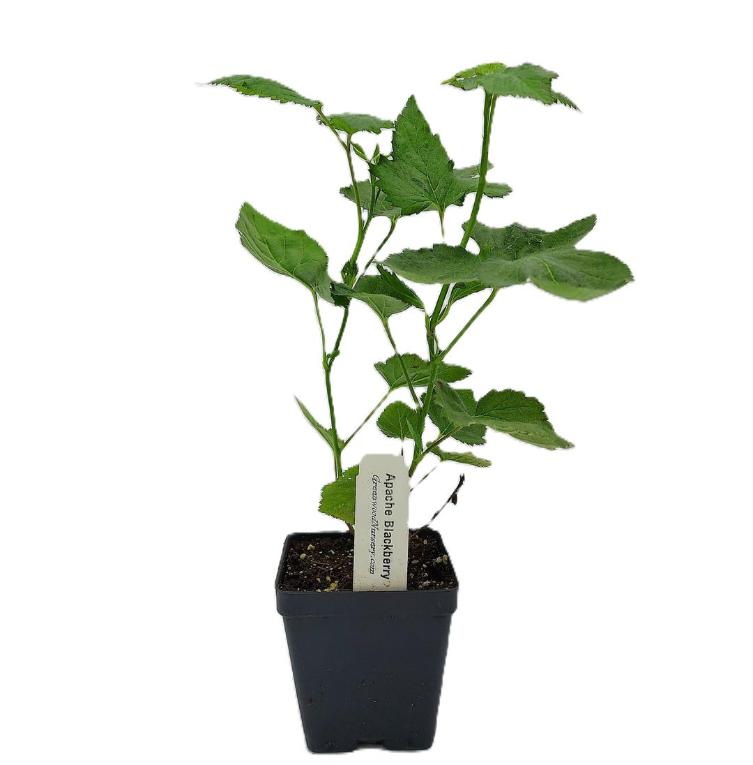 Live APACHE BLACKBERRY Plant (from Tissue Culture) - [3.5" Pot] - Free ...