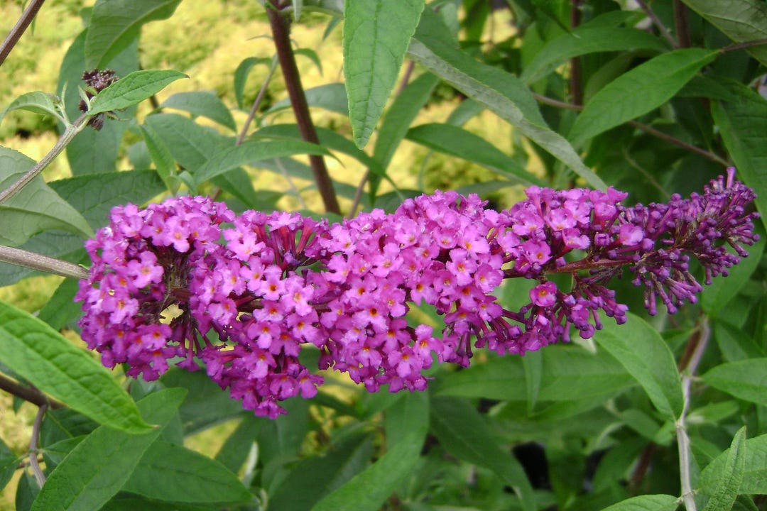 Live Royal Red BUTTERFLY BUSH Plant / BUDDLEJA Davidii - [pint Pot ...