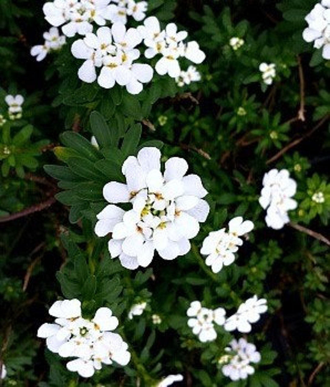 Live Candytuft Plant Iberis Sempervirens Perennial - Etsy