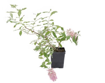 Buddleia grand Cascade Butterfly Bush - Etsy