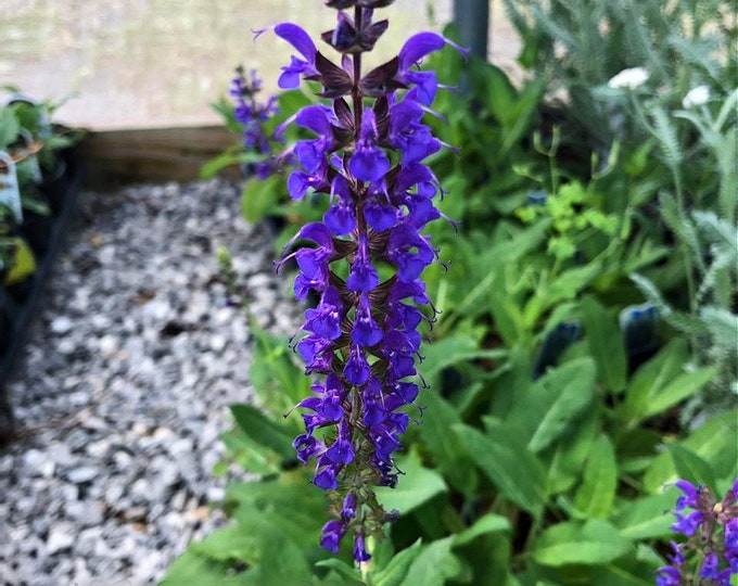 Salvia Nemorosa 'violet Riot 3 Well Rooted Starter Plants in 1 Qt ...