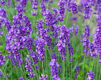 Lavender Munstead, Lavandula Angustifolia, Live Plant, Aromatherapy ...