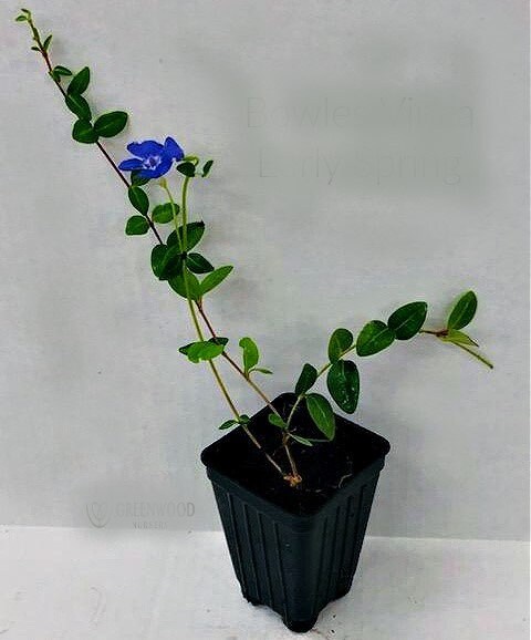 Live VINCA MINOR Plant / Lesser Dwarf PERIWINKLE bare Roots/2.5 Pot ...