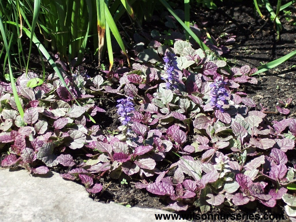 Live Variegated Burgundy Glow BUGLEWEED Plant / AJUGA Reptans pint Pot ...