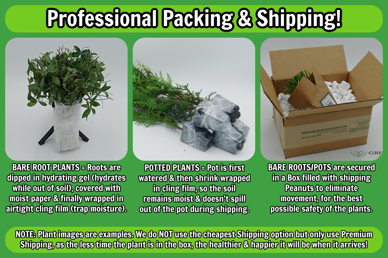 Live American Pillar ARBORVITAE Tree / THUJA Occidentalis quart Pot 2 ...