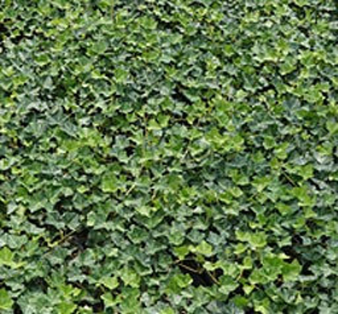 Live ENGLISH IVY Plant / HEDERA Helix bare Roots Groundcover - Etsy