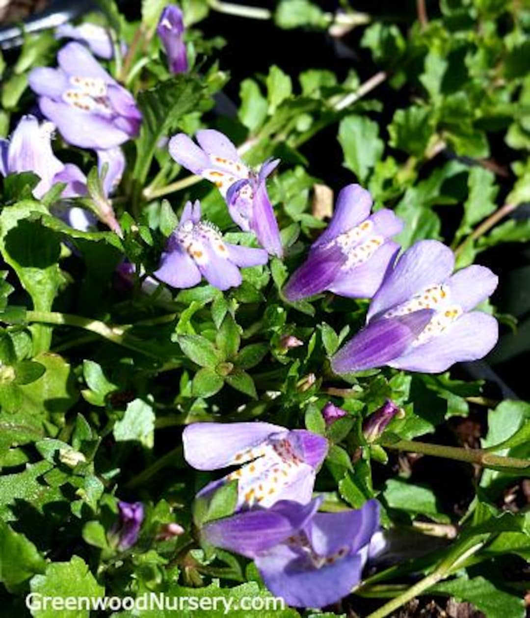 Live CREEPING MAZUS REPTANS Plant / Walk on 3.5 Pot Free Shipping ...
