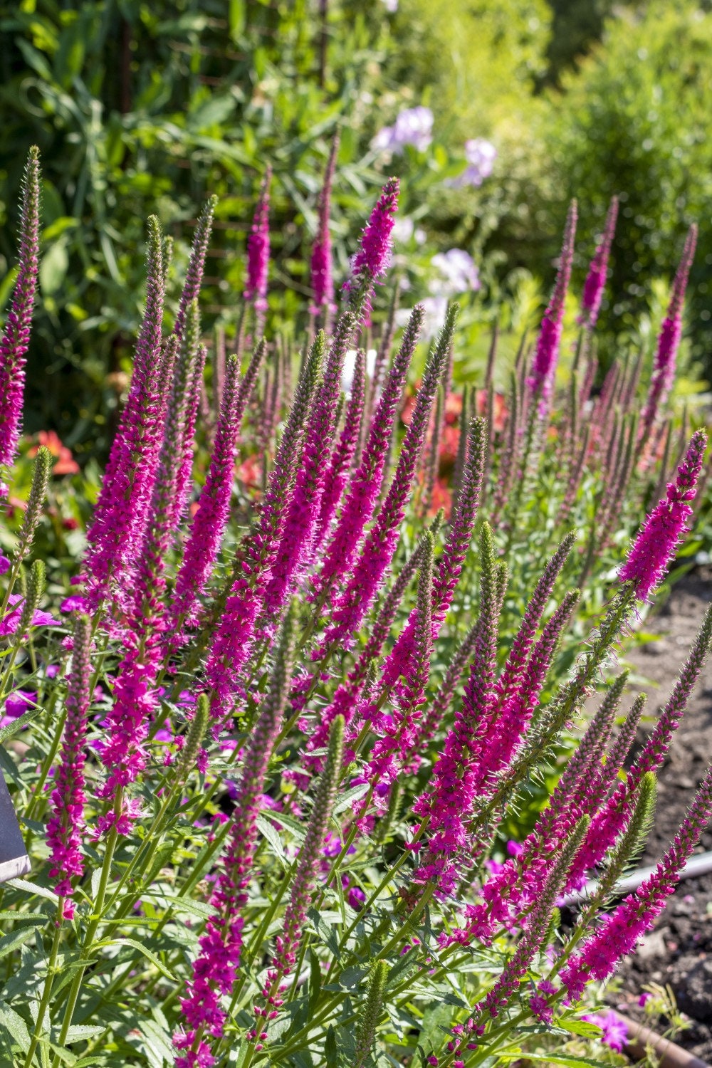 Live Red Fox SPIKED SPEEDWELL Plant / VERONICA Spicata pint Pot ...