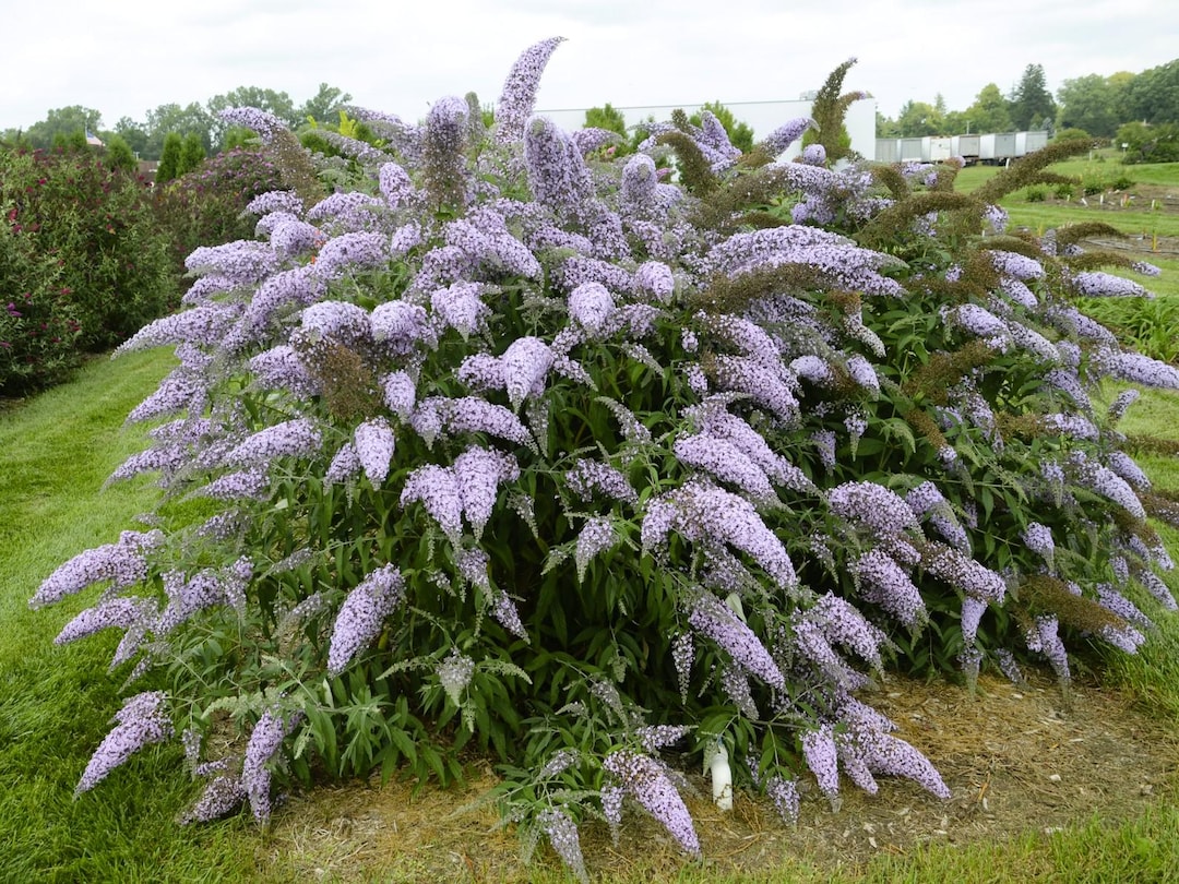 Live Grand Cascade BUTTERFLY BUSH Plant / BUDDLEJA Davidii - [pint Pot] - Free Shipping - Shrubs ...