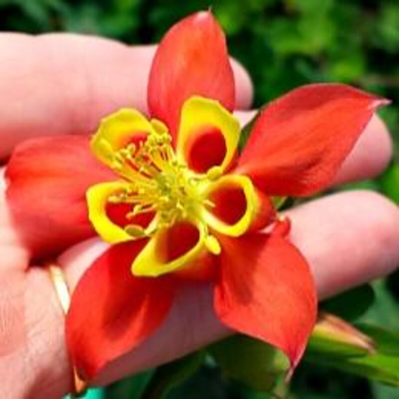 Columbine - Etsy