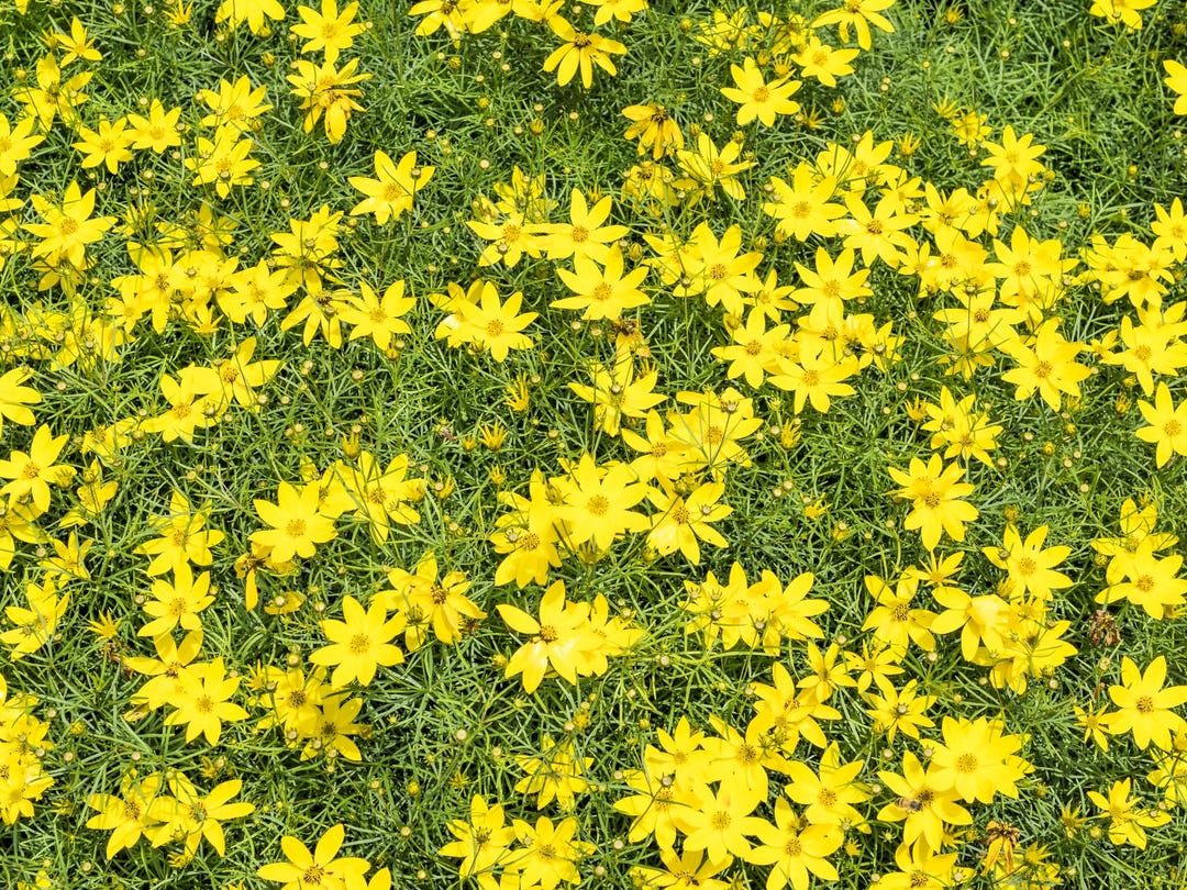 Live Nana Mouse Ear TICKSEED Plant / COREOPSIS Verticillata - [pint Pot ...