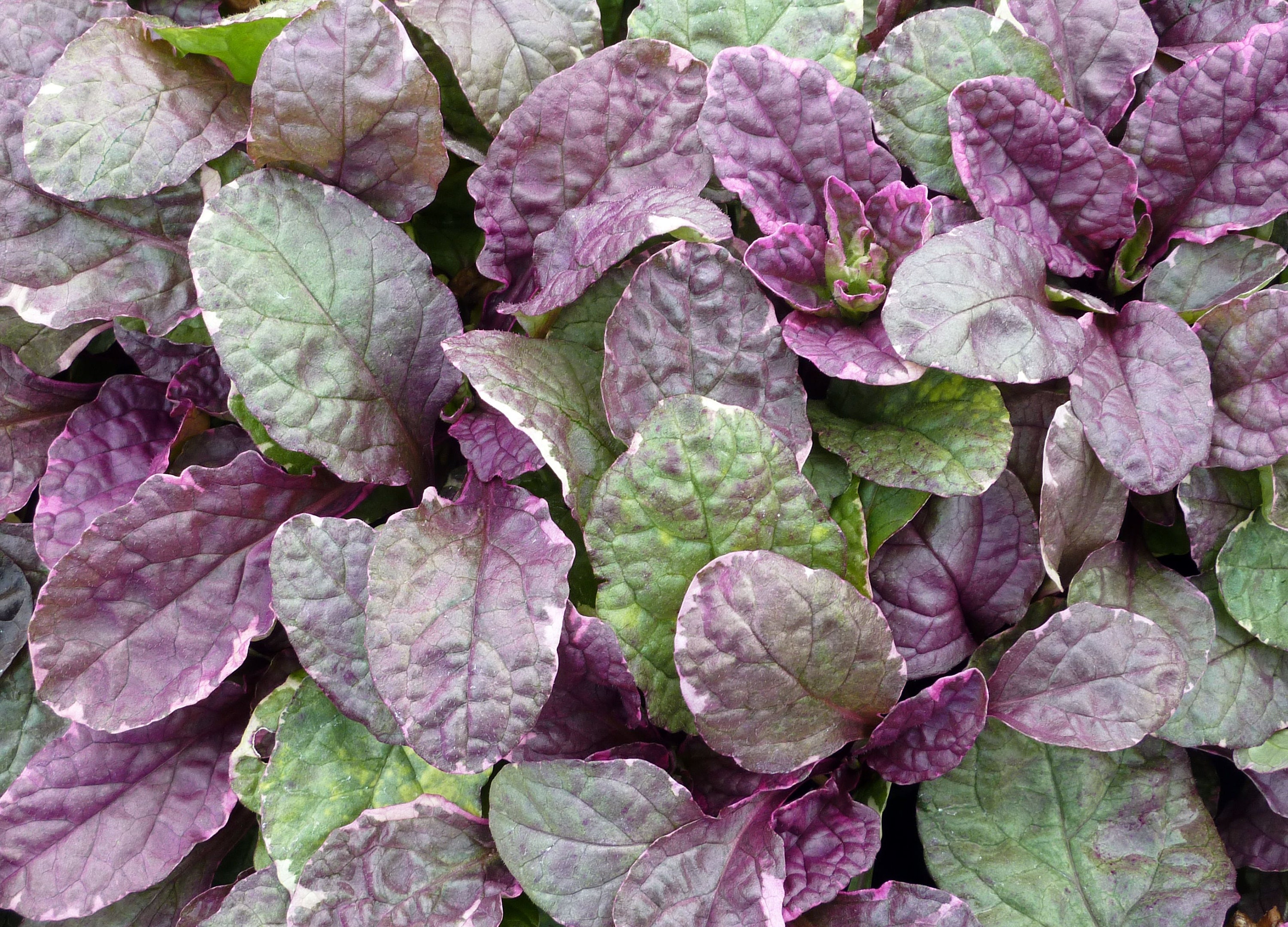 Live Variegated Burgundy Glow BUGLEWEED Plant / AJUGA Reptans pint Pot ...