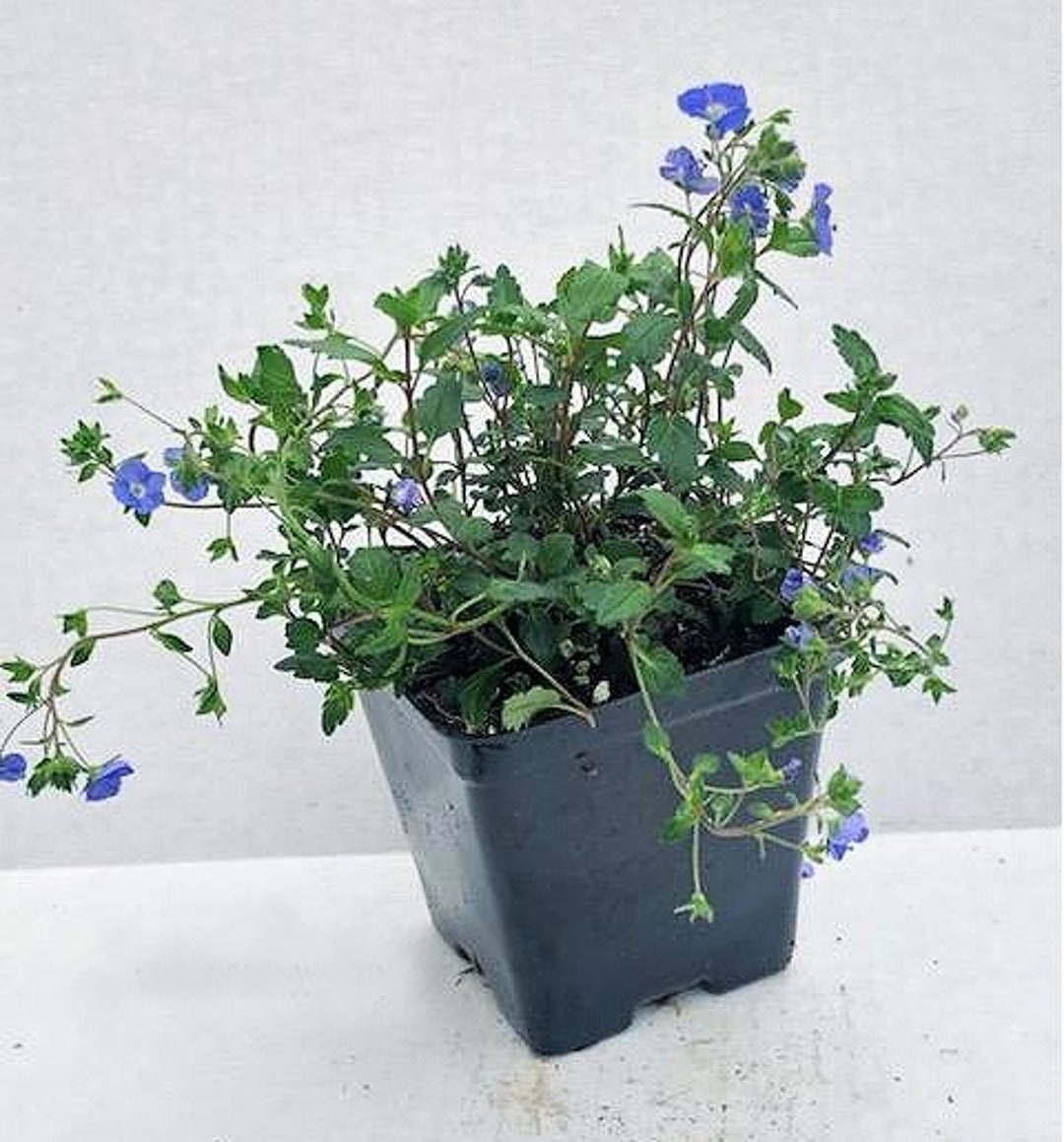Live Georgia Blue CREEPING SPEEDWELL Plant / VERONICA Peduncularis pint ...