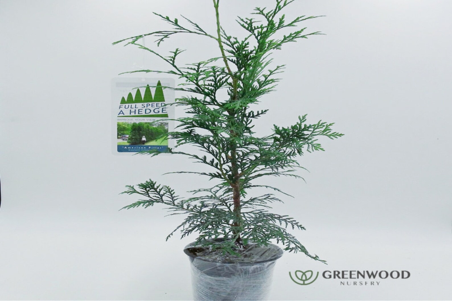 Live American Pillar ARBORVITAE Tree / THUJA Occidentalis quart Pot 2 ...
