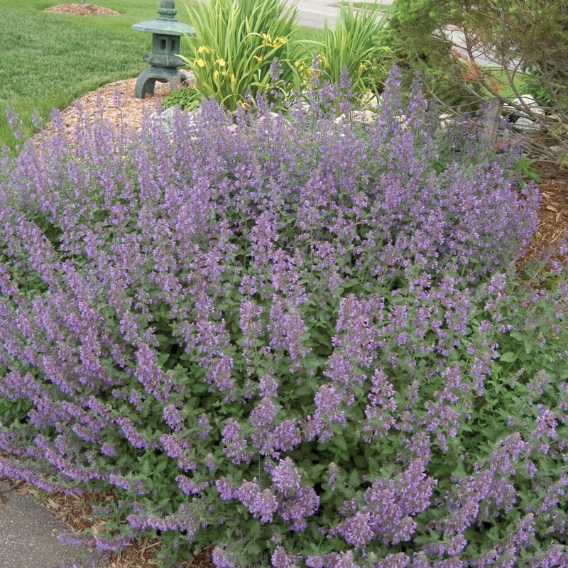 Catmint Plant - Etsy
