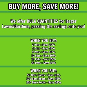 Live Red Fox SPIKED SPEEDWELL Plant / VERONICA Spicata pint Pot ...