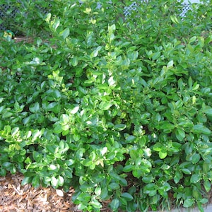 Live PURPLE WINTERCREEPER Plant / Euonymus Fortunei Coloratus 3.5 Pot ...