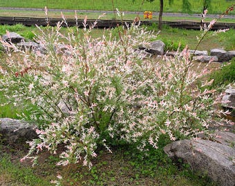 5 Dappled Willow Plants(salix Integra 'hakuro Nishiki) BAREROOT - Etsy