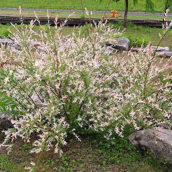 Dappled Willow Tree - Etsy