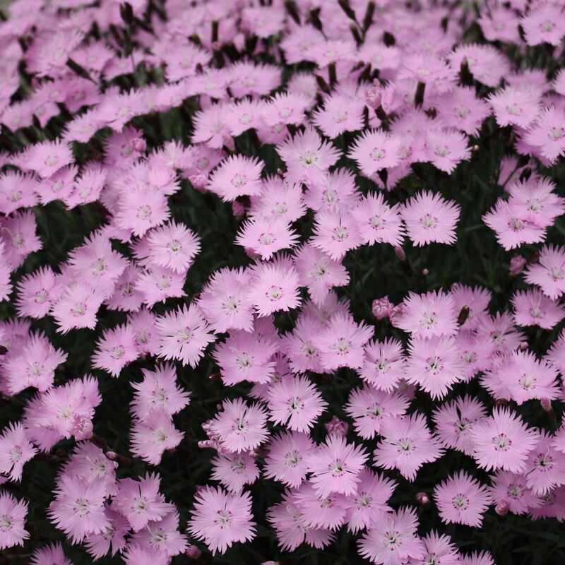 Dianthus - Etsy