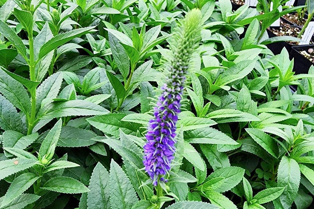 Live Royal Candles SPIKED SPEEDWELL Plant / VERONICA Spicata pint Pot ...