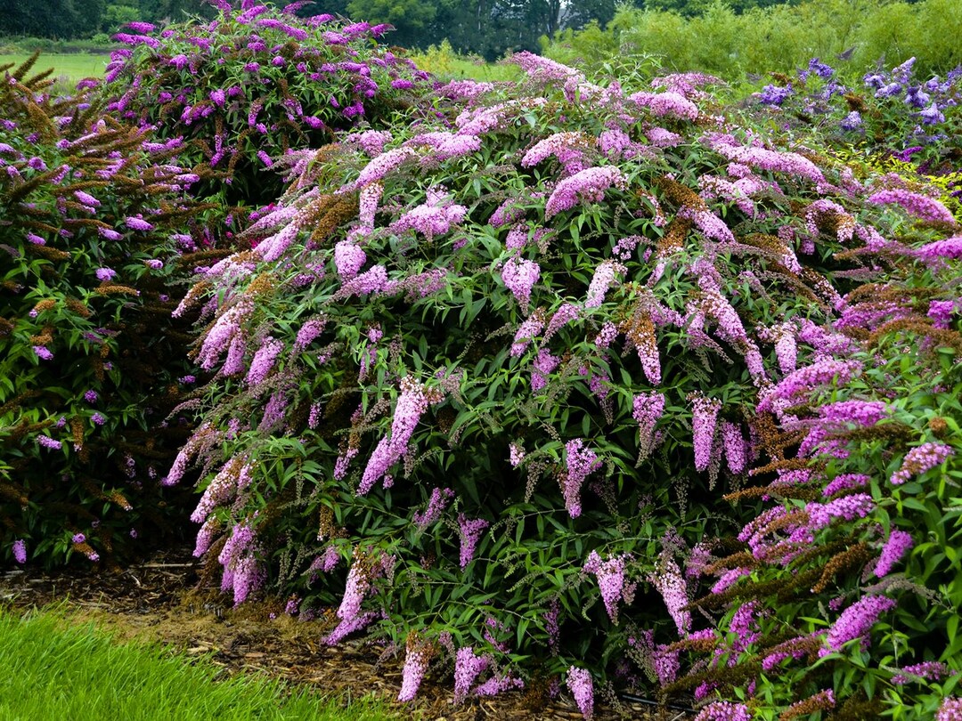 Pink Cascade Butterfly Bush – Buddleja Davidii | Butterfly ...