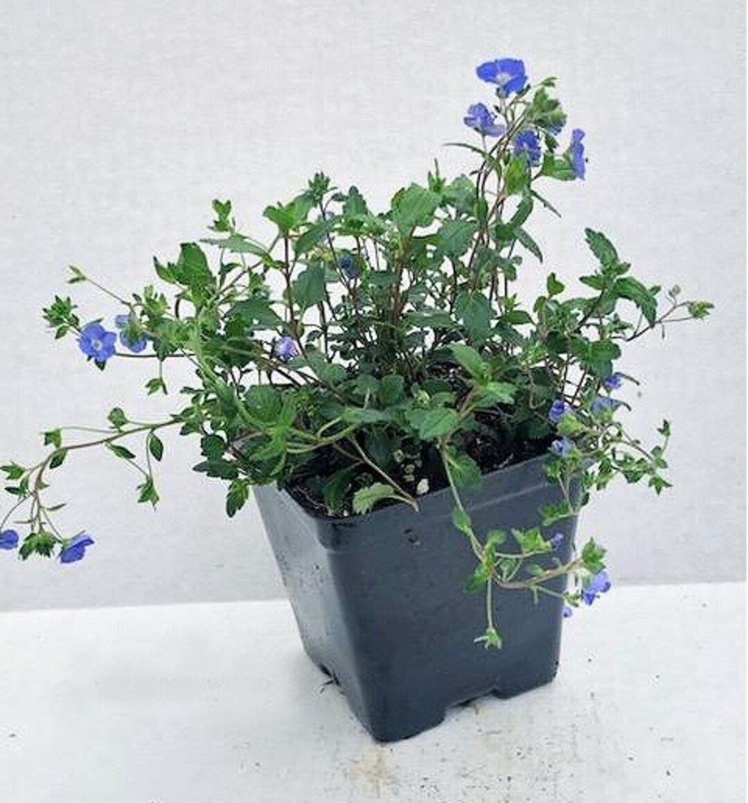 Live Georgia Blue CREEPING SPEEDWELL Plant / VERONICA Peduncularis pint ...