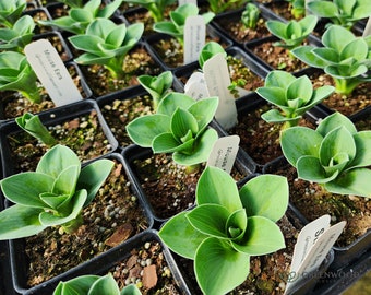 Hosta 'blue Mouse Ears' live Plant - Etsy
