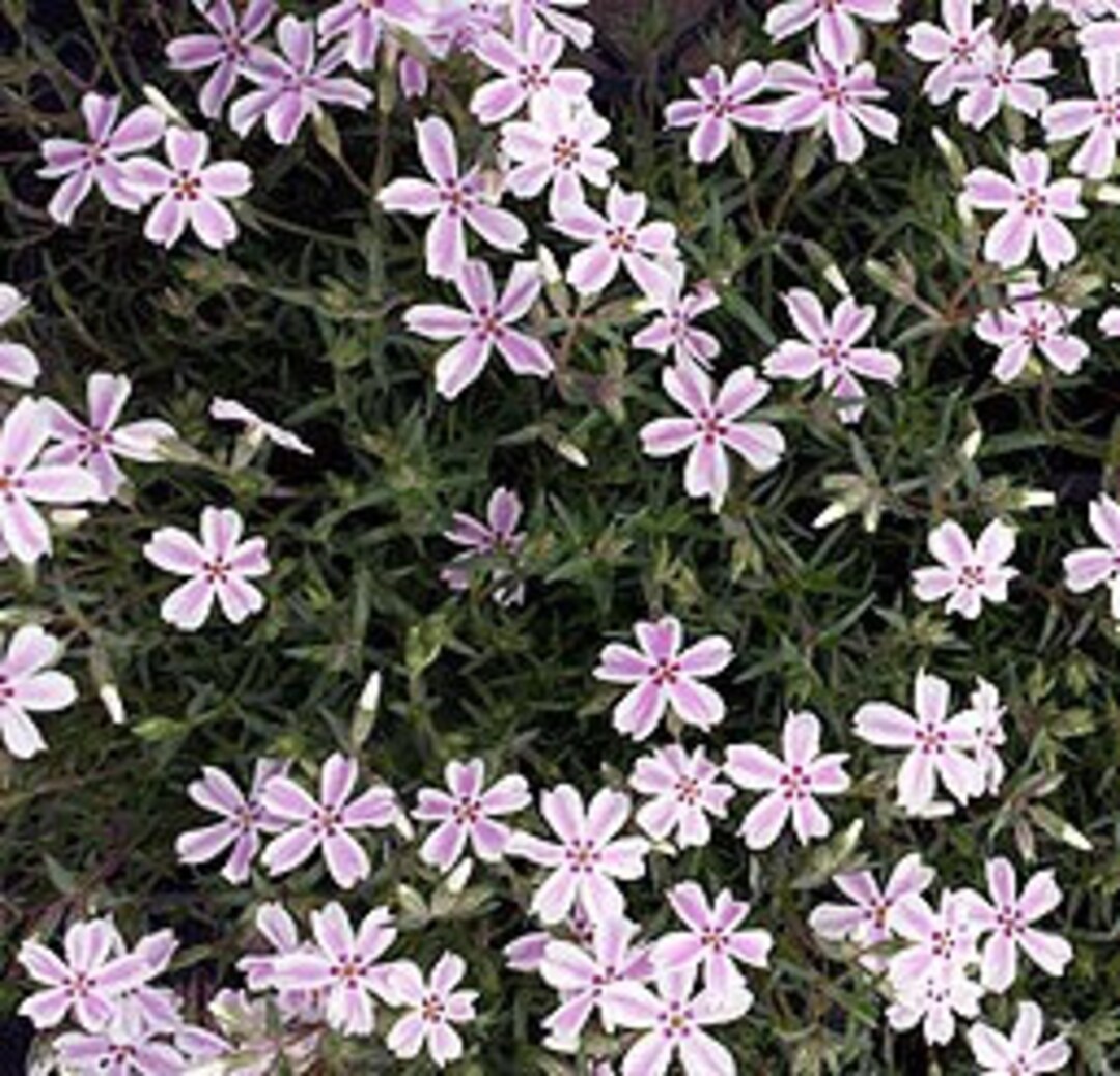 Live Candy Stripe CREEPING PHLOX Plant / SUBULATA 3.5 Pot Groundcover 9 ...