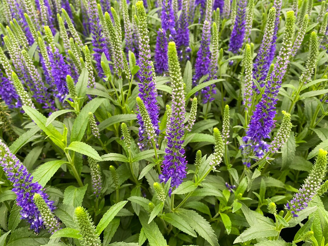 Live Royal Candles SPIKED SPEEDWELL Plant / VERONICA Spicata pint Pot ...